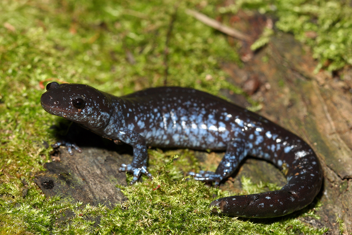 Blue-spotted Salamander – Herp Atlas