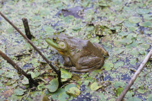 Species List – Herp Atlas