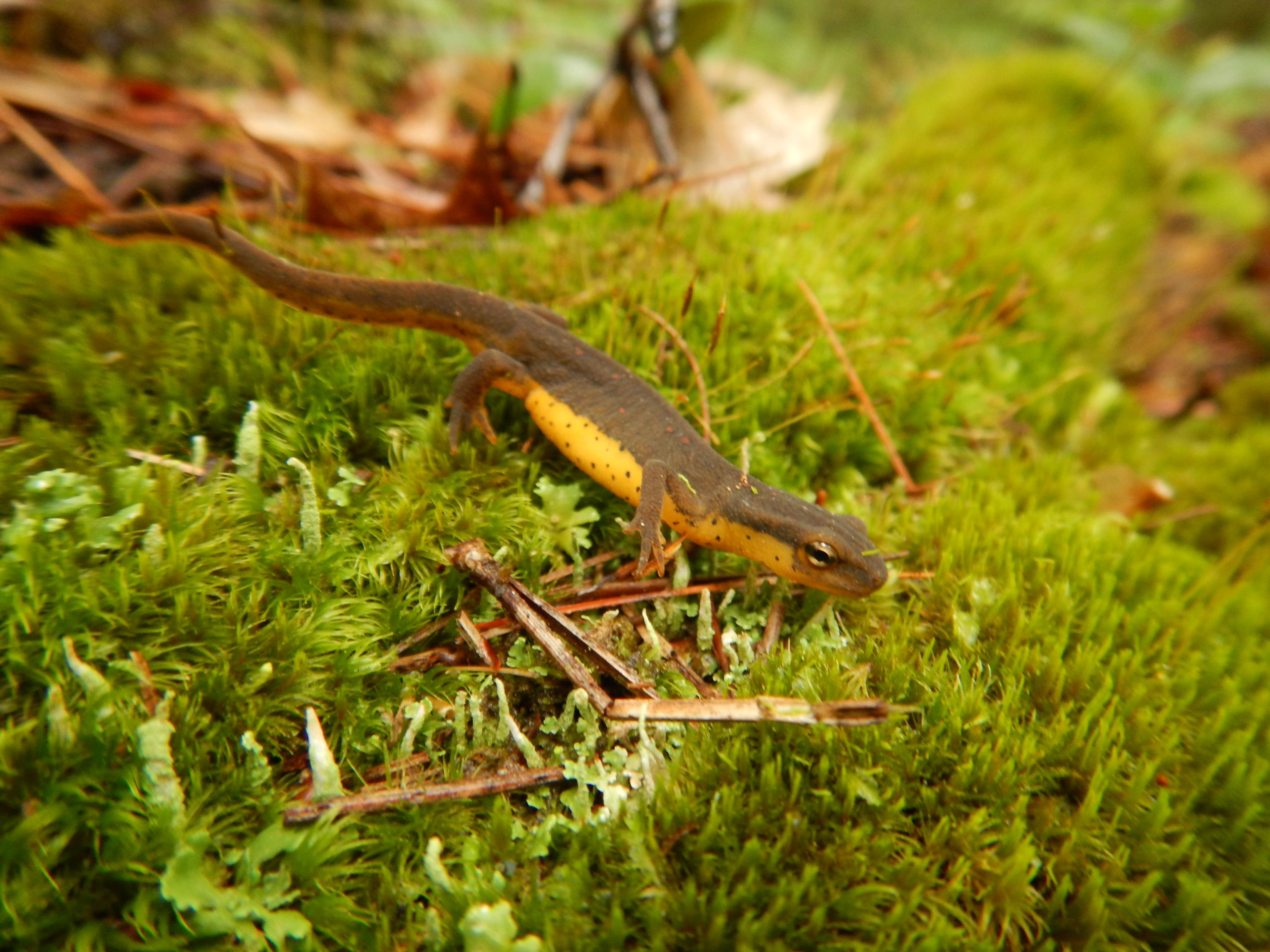 Red-spotted Newt – Herp Atlas