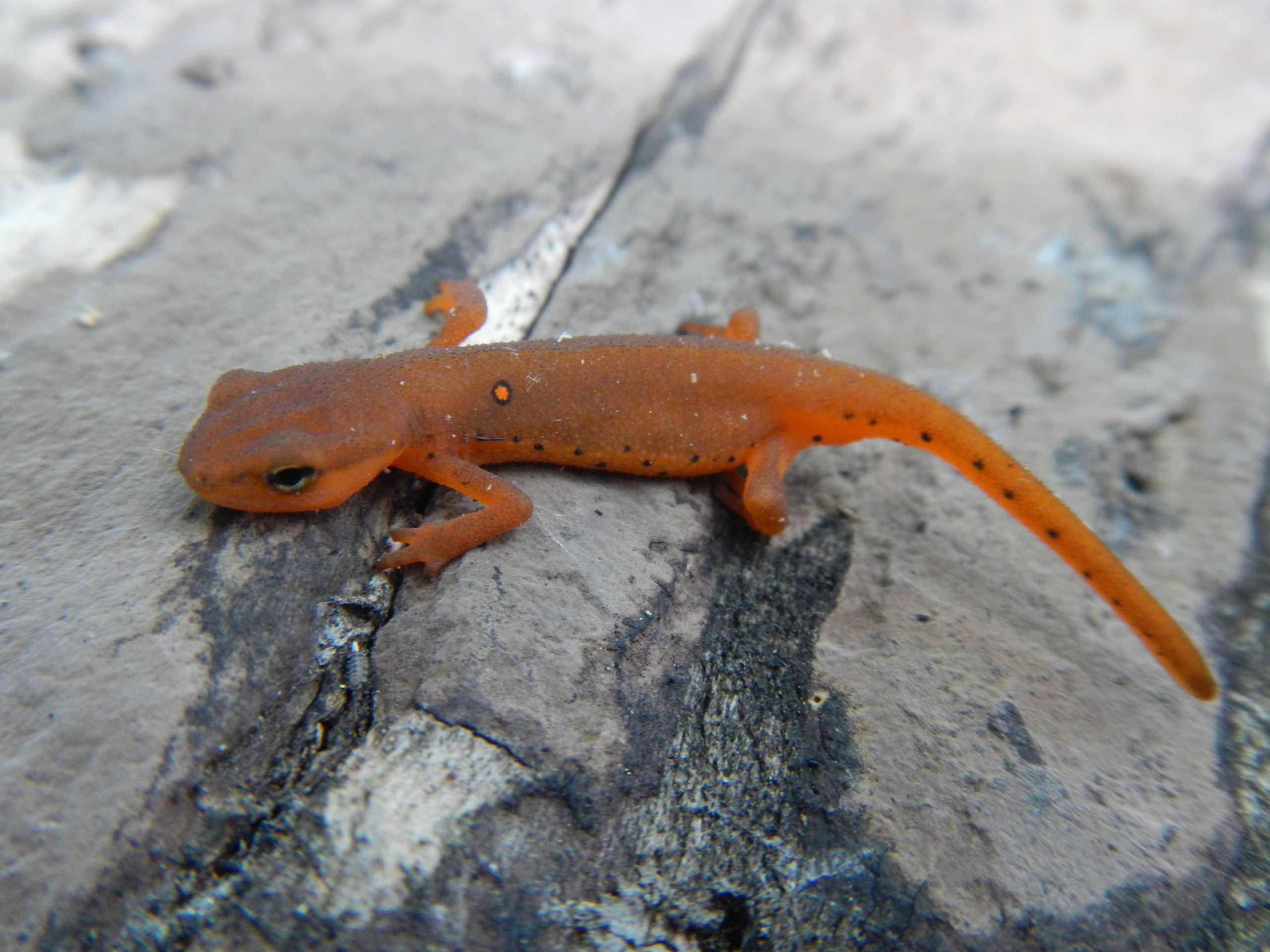 Eastern Newt – Herp Atlas