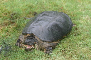 Species List – Herp Atlas