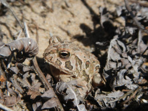 Species List – Herp Atlas