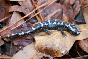 Species List – Herp Atlas