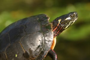 Species List – Herp Atlas