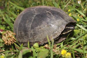 Species List – Herp Atlas