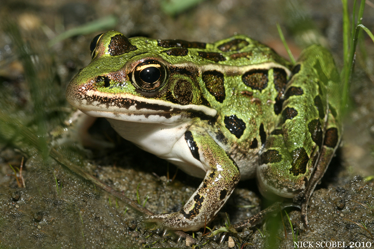Northern Leopard Frog – Herp Atlas