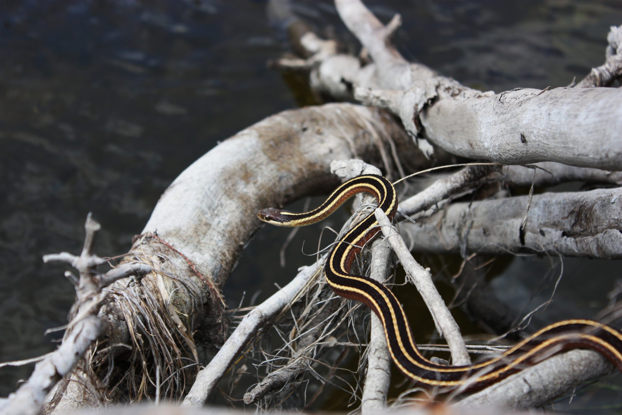 Northern Ribbon Snake – Herp Atlas