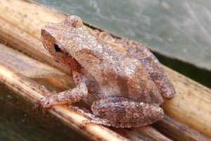 Species List – Herp Atlas