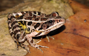 Species List – Herp Atlas