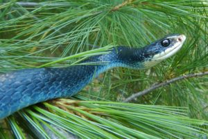 Species List – Herp Atlas