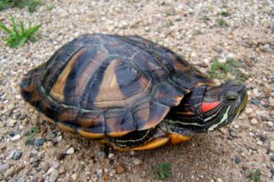 Species List – Herp Atlas