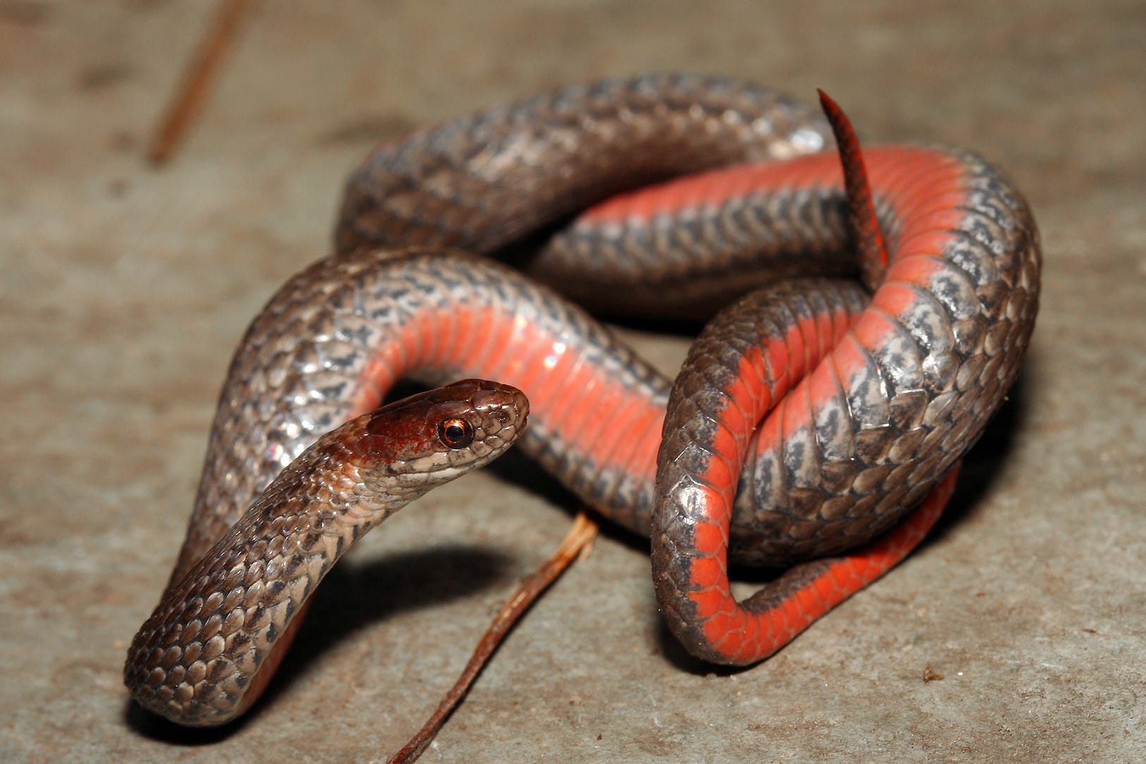 Northern Red-bellied Snake – Herp Atlas
