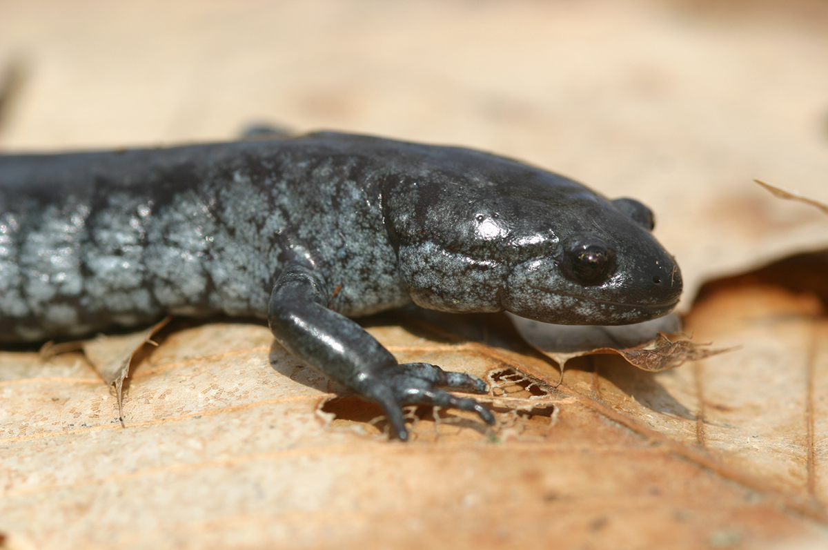 Small-mouthed Salamander – Herp Atlas