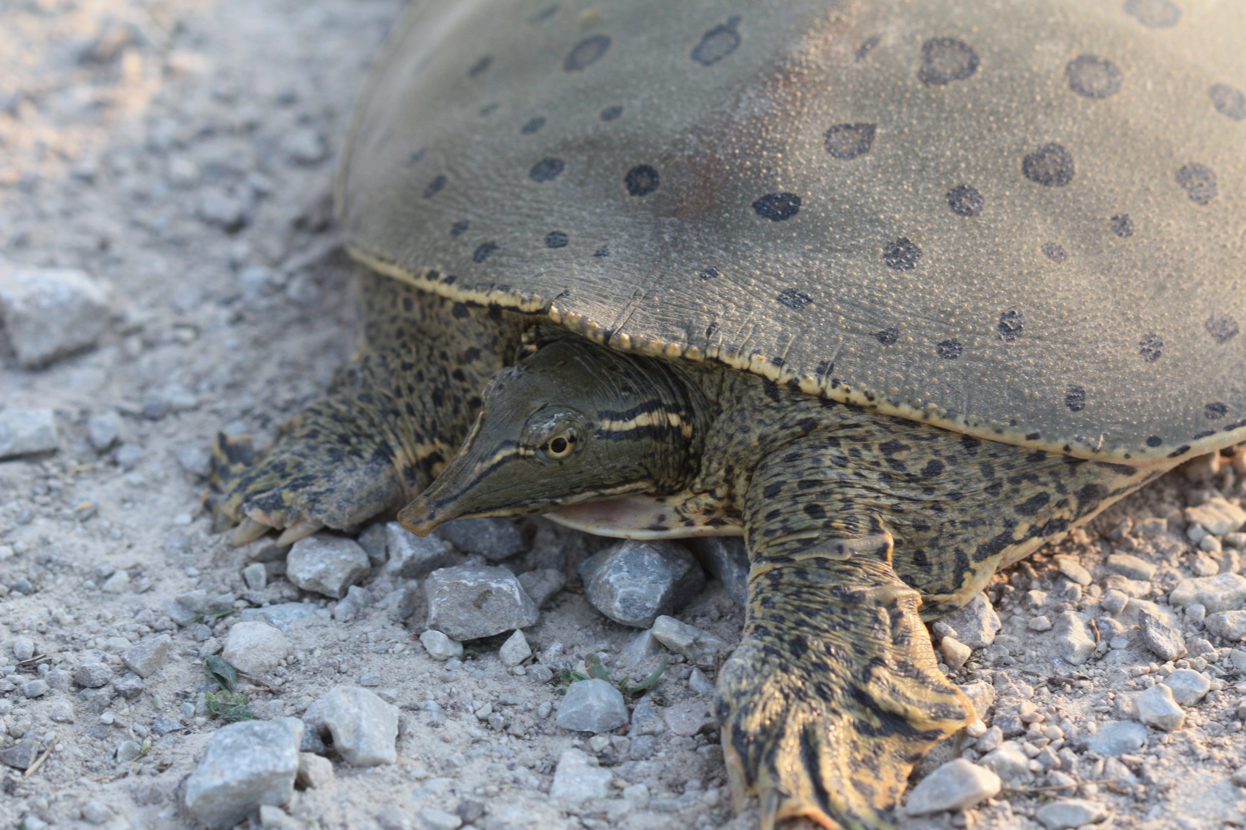 Eastern Spiny Softshell – Herp Atlas