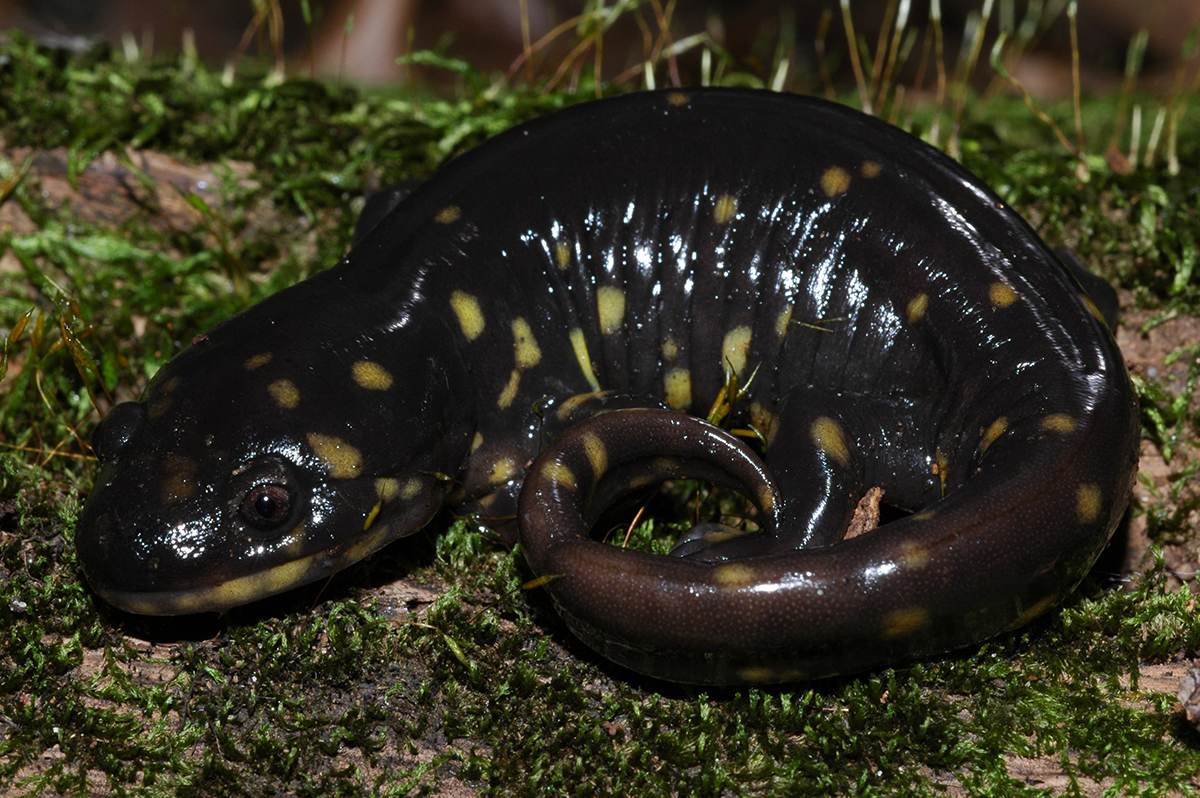Eastern Tiger Salamander – Herp Atlas