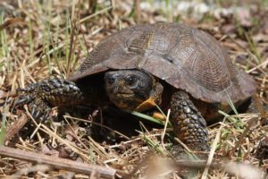 Species List – Herp Atlas