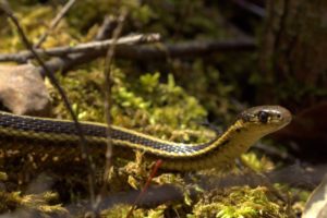 Species List – Herp Atlas
