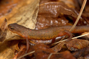 Species List – Herp Atlas