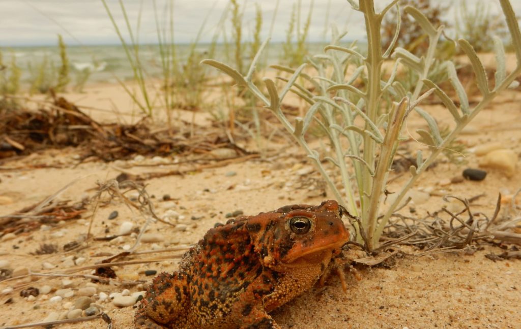 Herp Atlas – Michigan Herp Atlas